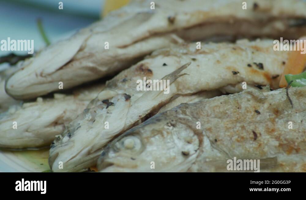 Salmo species Stock Videos & Footage - HD and 4K Video Clips - Alamy