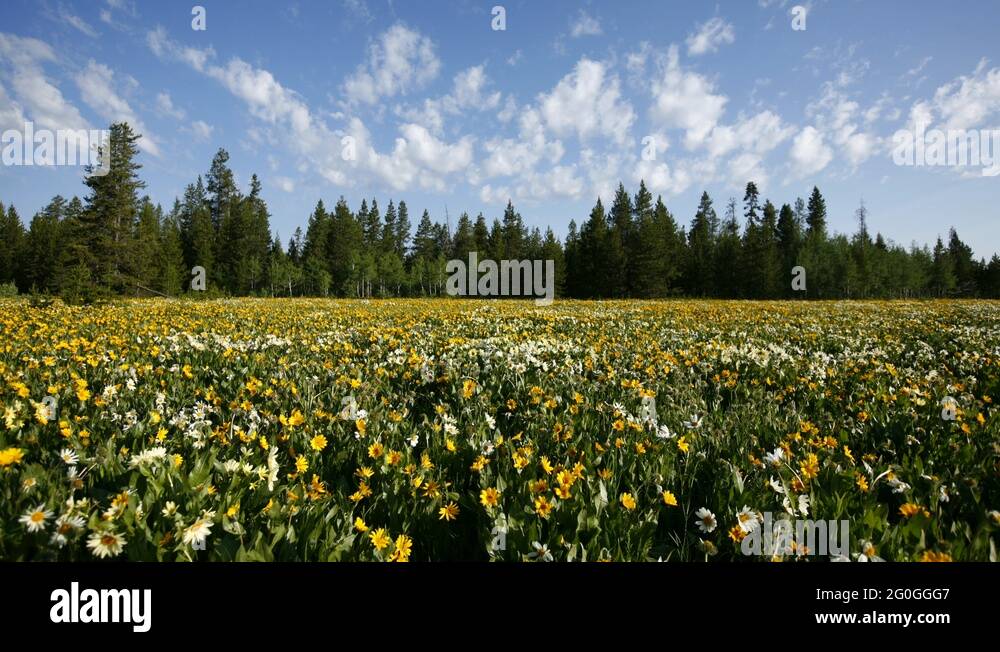 Yellowstone national park wildflowers Stock Videos & Footage - HD and ...