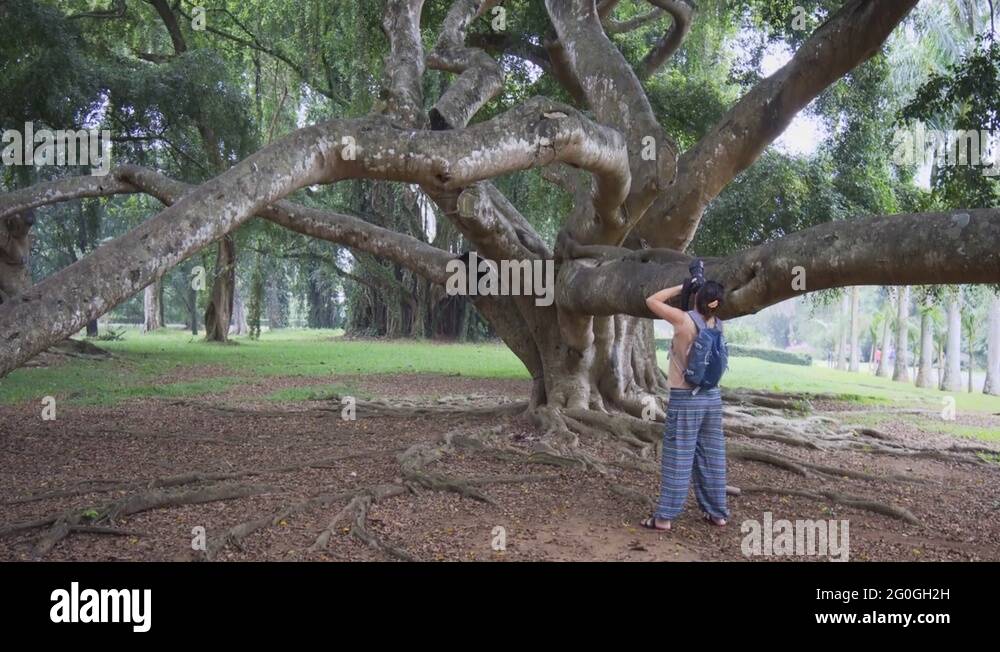 Photos of sri lanka Stock Videos & Footage - HD and 4K Video Clips - Alamy