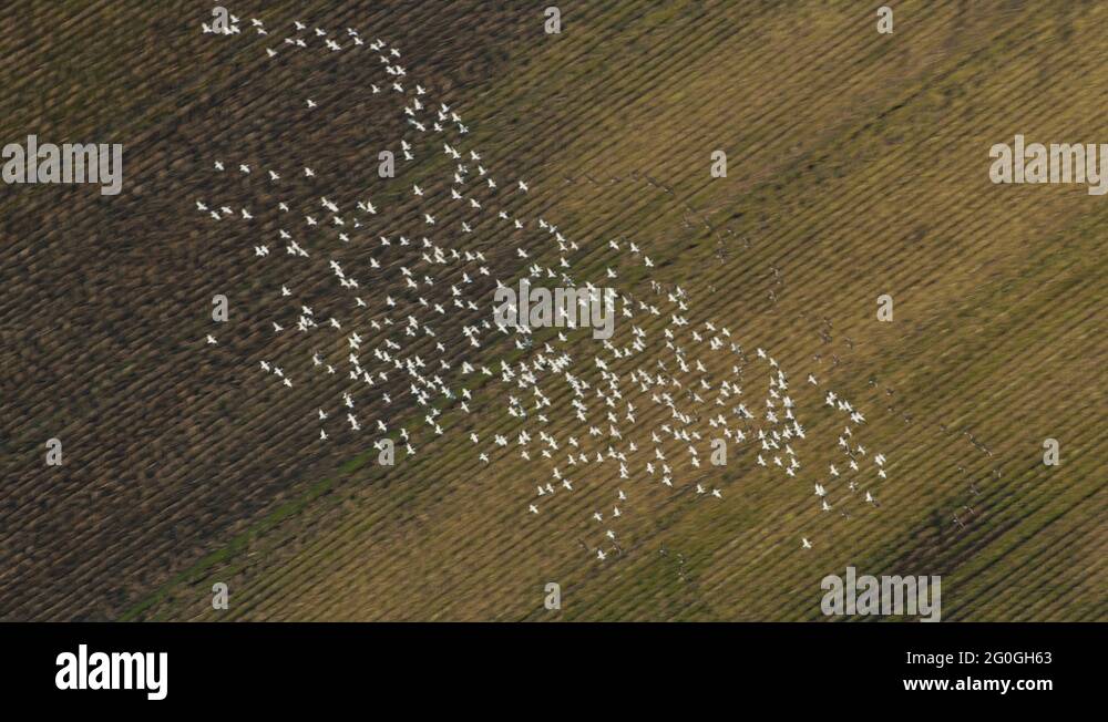 Birds of farmland Stock Videos & Footage - HD and 4K Video Clips - Alamy
