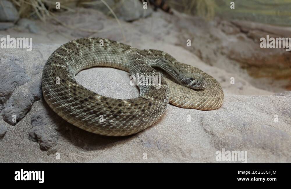 Coiled diamondback rattlesnake Stock Videos & Footage - HD and 4K Video ...