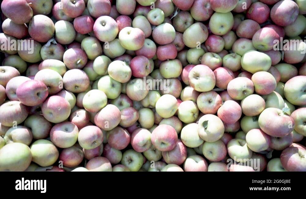 Crisp apples Stock Videos & Footage - HD and 4K Video Clips - Alamy