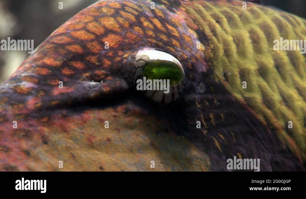 Close-up toothy Balistidae fish Titan Triggerfish underwater Red sea ...