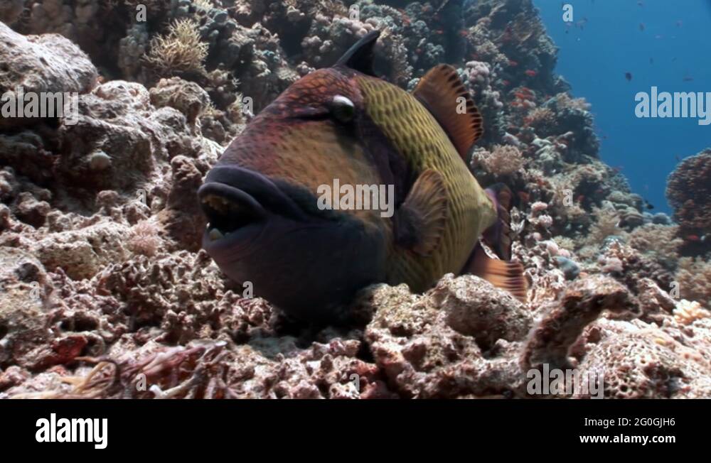 Toothy fish Titan Triggerfish underwater Red sea Stock Video Footage ...