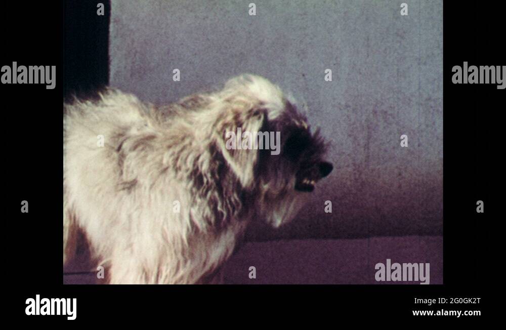 Little terrier Stock Videos & Footage - HD and 4K Video Clips - Alamy