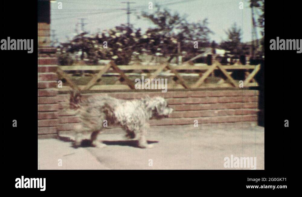 Messy dog Stock Videos & Footage - HD and 4K Video Clips - Alamy