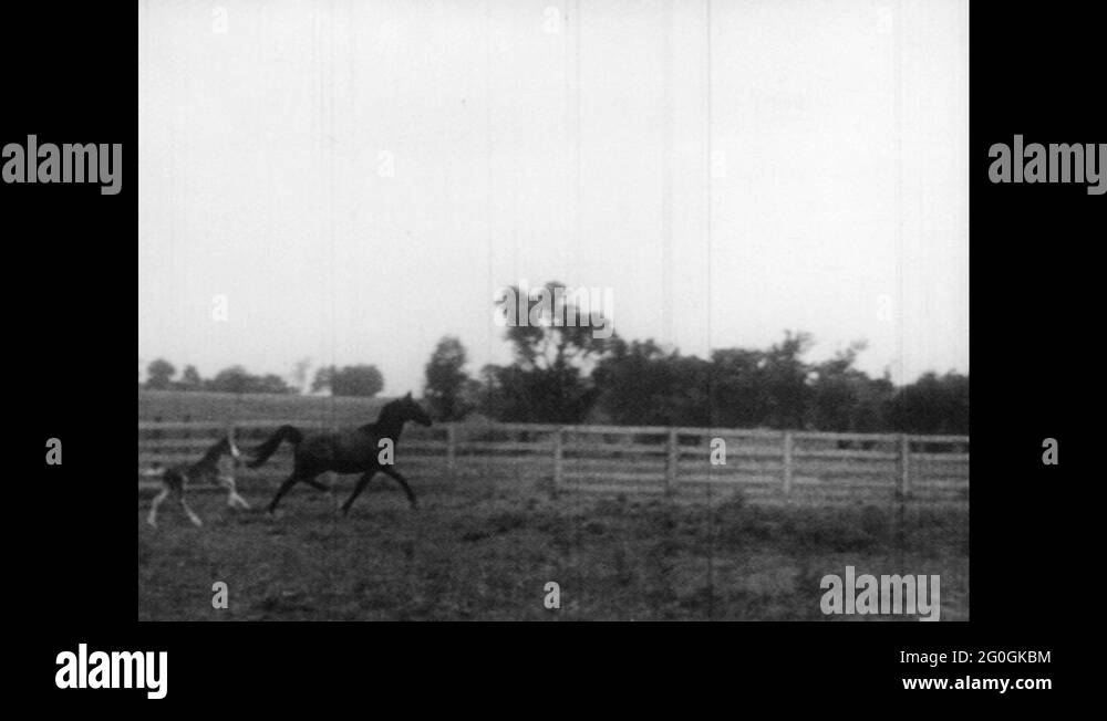 Horses walk in line Stock Videos & Footage - HD and 4K Video Clips - Alamy