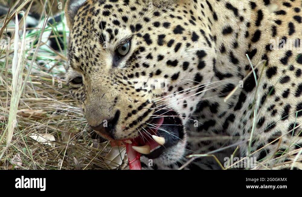 Leopard feeding Stock Videos & Footage - HD and 4K Video Clips - Alamy