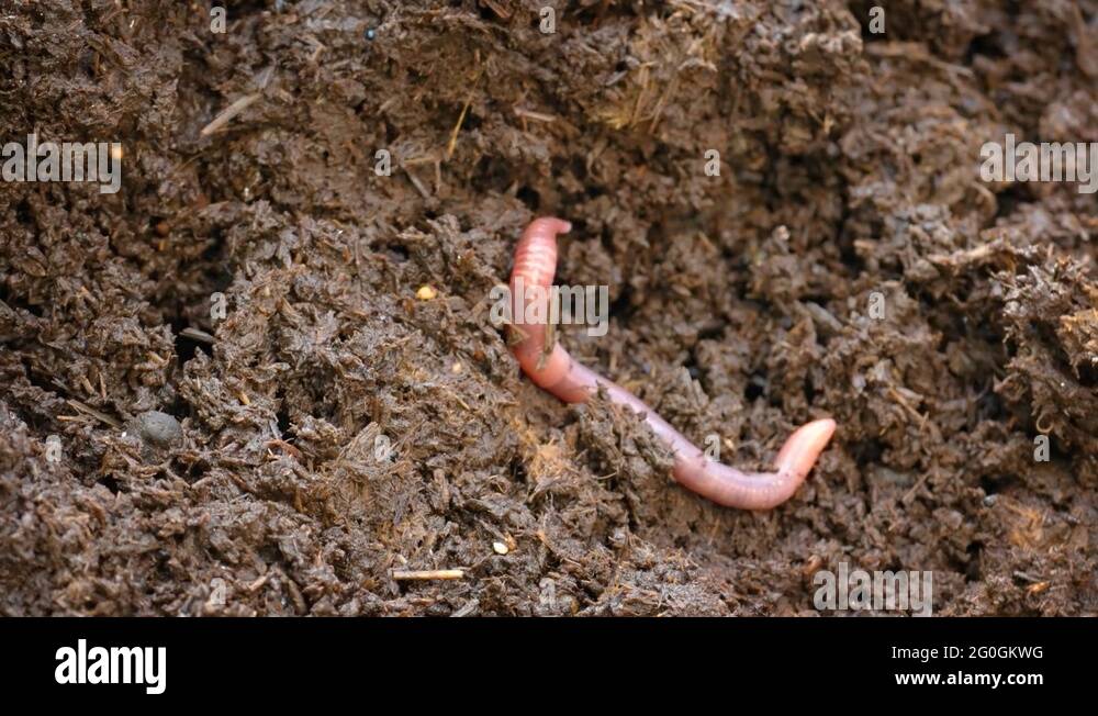 Subterranean farming Stock Videos & Footage - HD and 4K Video Clips - Alamy