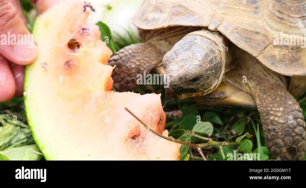 Hermann turtle Stock Videos & Footage - HD and 4K Video Clips - Alamy