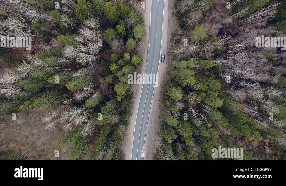 Lane forest Stock Videos & Footage - HD and 4K Video Clips - Alamy
