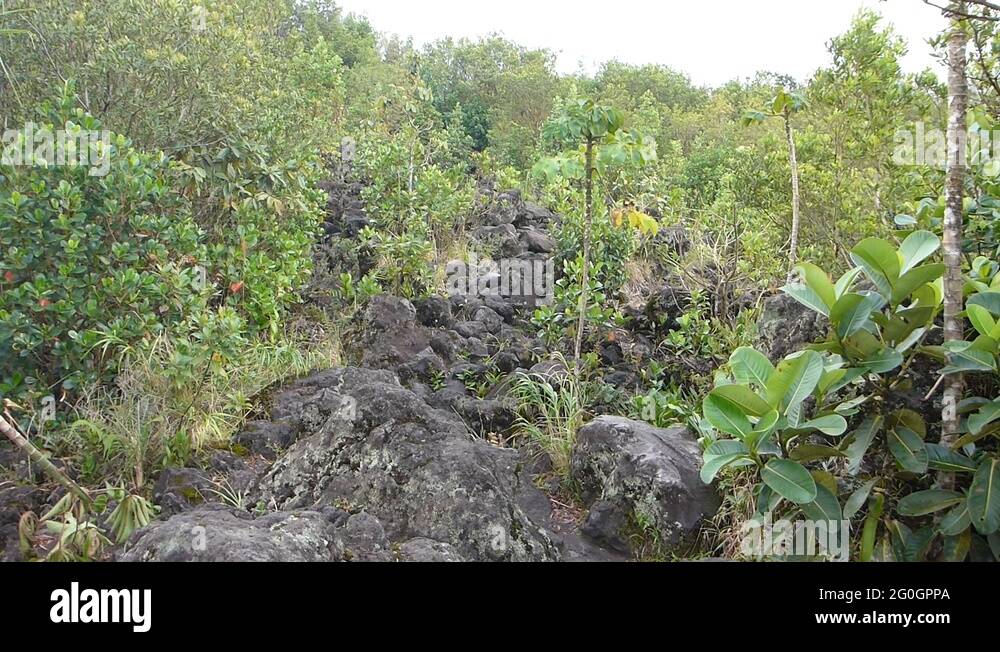 Forest and volcanic ash Stock Videos & Footage - HD and 4K Video Clips ...