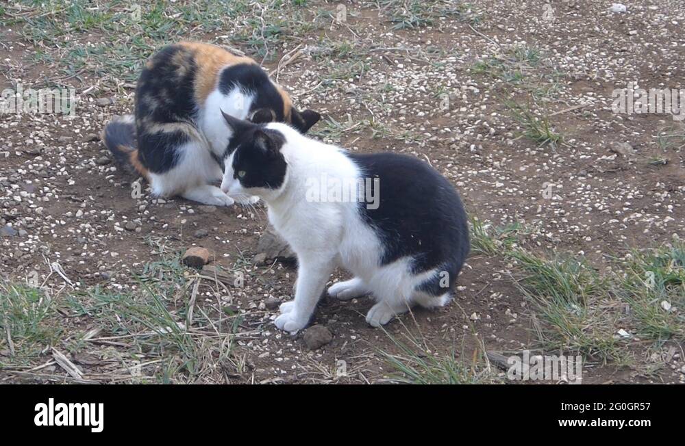 Orange tabby and calico cats Stock Videos & Footage - HD and 4K Video ...