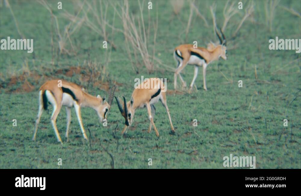 Springbok Kids playing Stock Video Footage - Alamy