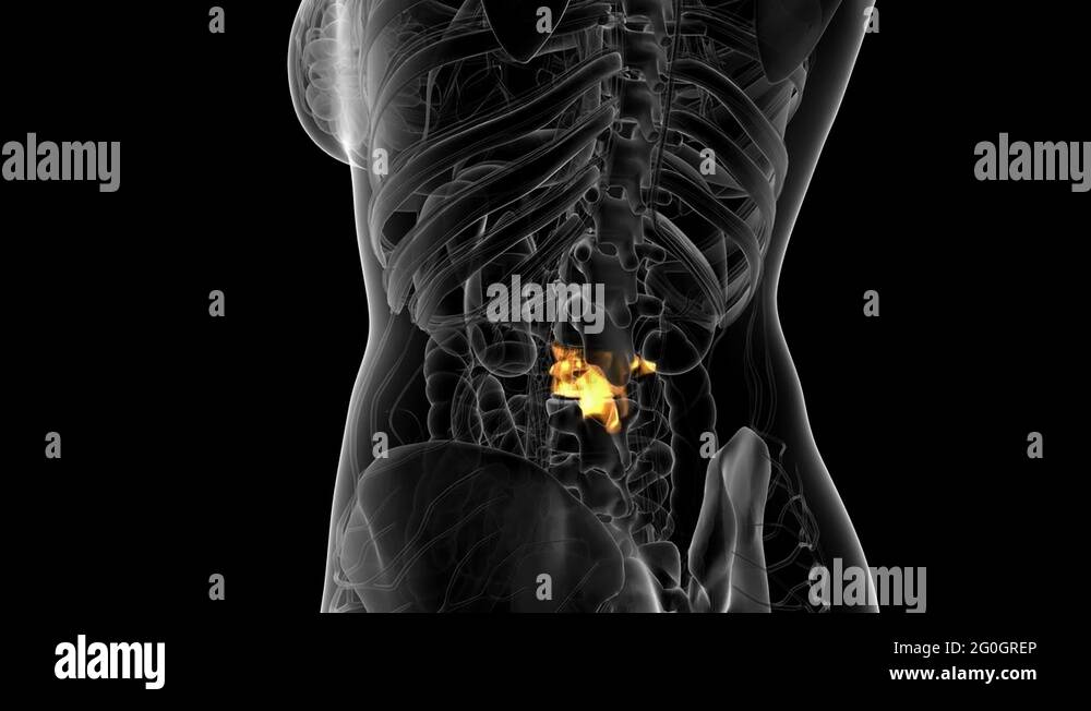 SPINE bone skeleton x-ray scan Stock Video Footage - Alamy