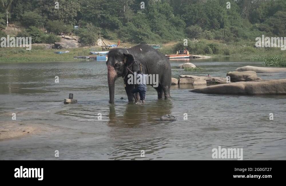 Virupaksha temple hampi elephant Stock Videos & Footage - HD and 4K ...