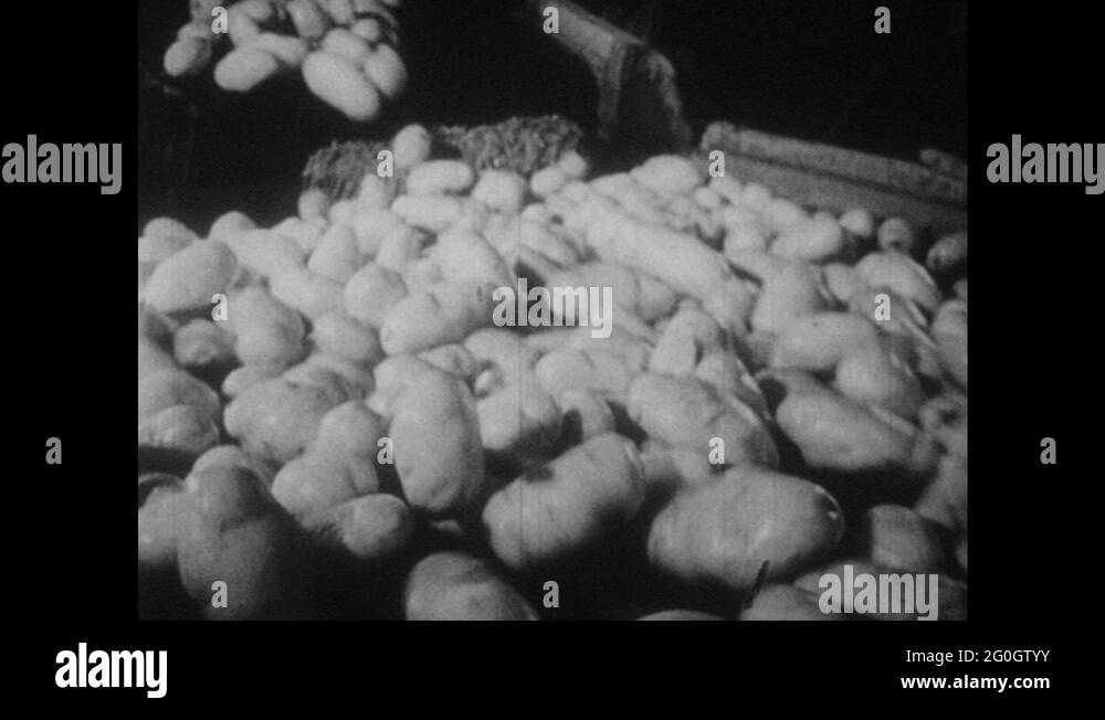 1950s: UNITED STATES: potatoes on conveyor belt. Man uses radiation as ...