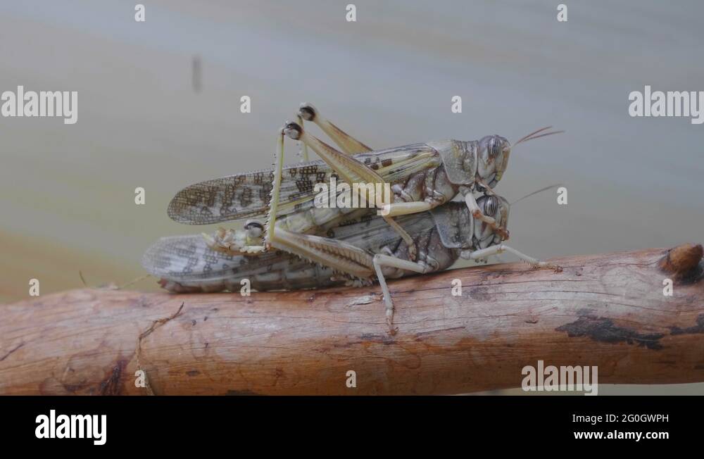 Grasshoppers up close Stock Videos & Footage - HD and 4K Video Clips ...