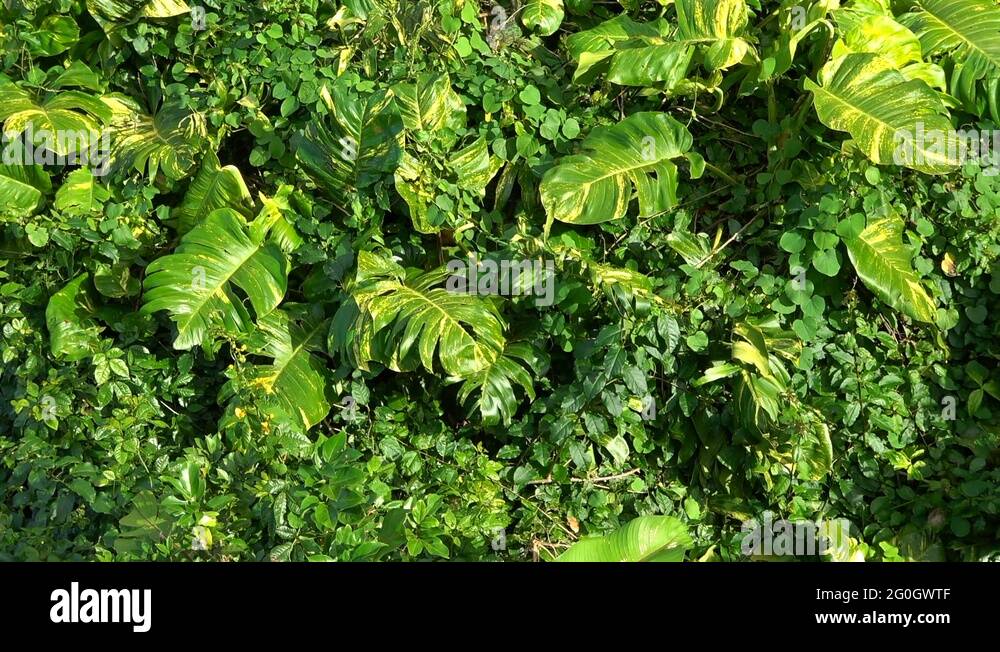 Overhead leaf canopy Stock Videos & Footage - HD and 4K Video Clips - Alamy