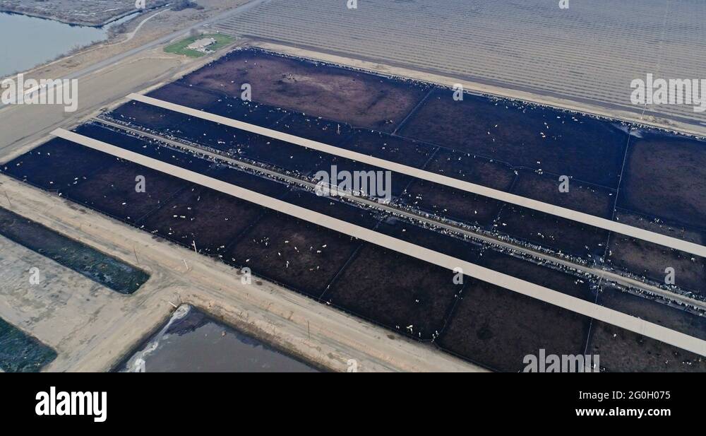 Large scale cattle farming Stock Videos & Footage - HD and 4K Video ...