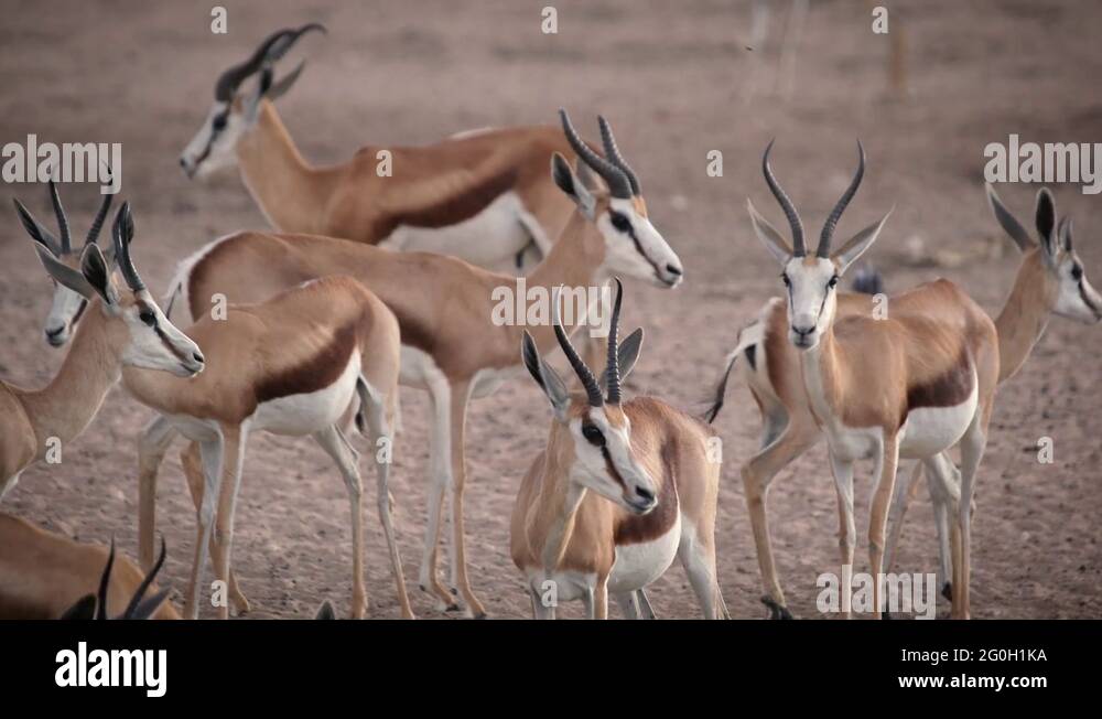 Springbok springbok antelope Stock Videos & Footage - HD and 4K Video ...