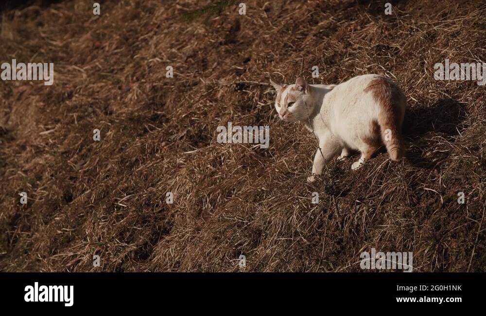 Running ginger cat Stock Videos & Footage - HD and 4K Video Clips - Alamy