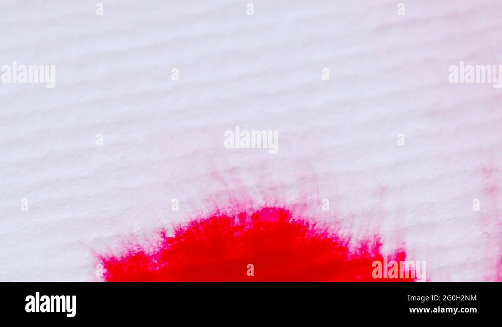 Splattering red color of blood on parchment paper on white macro ...