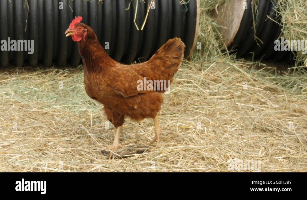 Jake and hen Stock Videos & Footage - HD and 4K Video Clips - Alamy