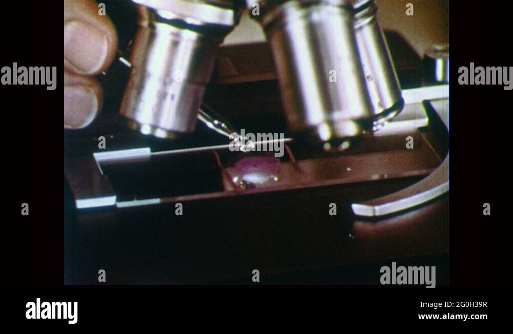 1950s: Hand places dropper of liquid onto glass slide under microscope ...
