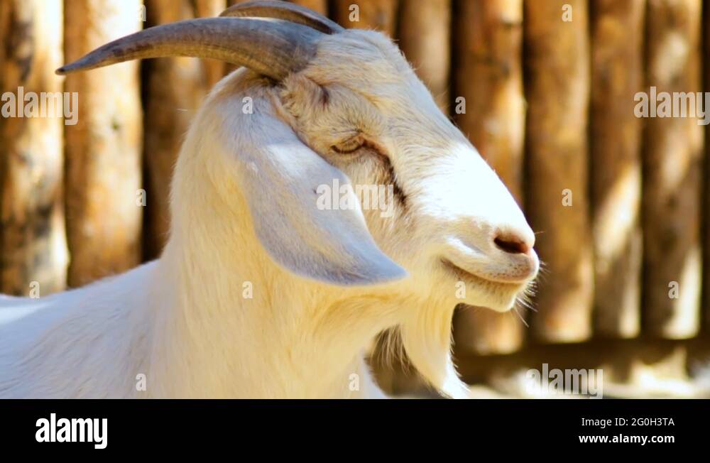 Goat chewing Stock Videos & Footage - HD and 4K Video Clips - Alamy