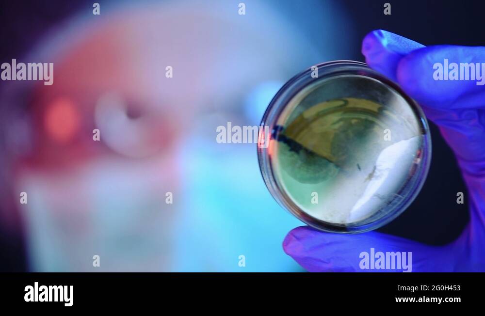 Bacterial cultures Stock Videos & Footage - HD and 4K Video Clips - Alamy