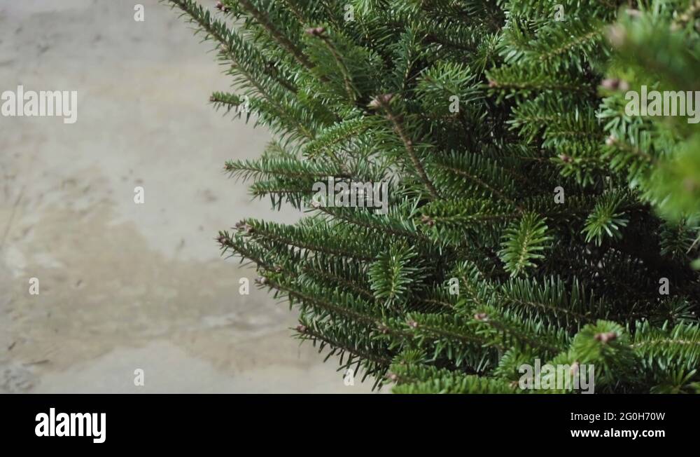 Evergreen tree farm Stock Videos & Footage - HD and 4K Video Clips - Alamy