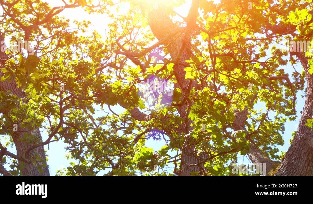 Natural light landscape Stock Videos & Footage - HD and 4K Video Clips ...
