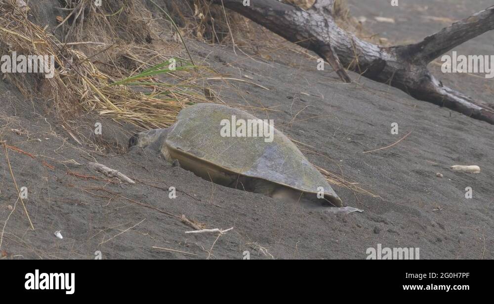 Leathery egg Stock Videos & Footage - HD and 4K Video Clips - Alamy