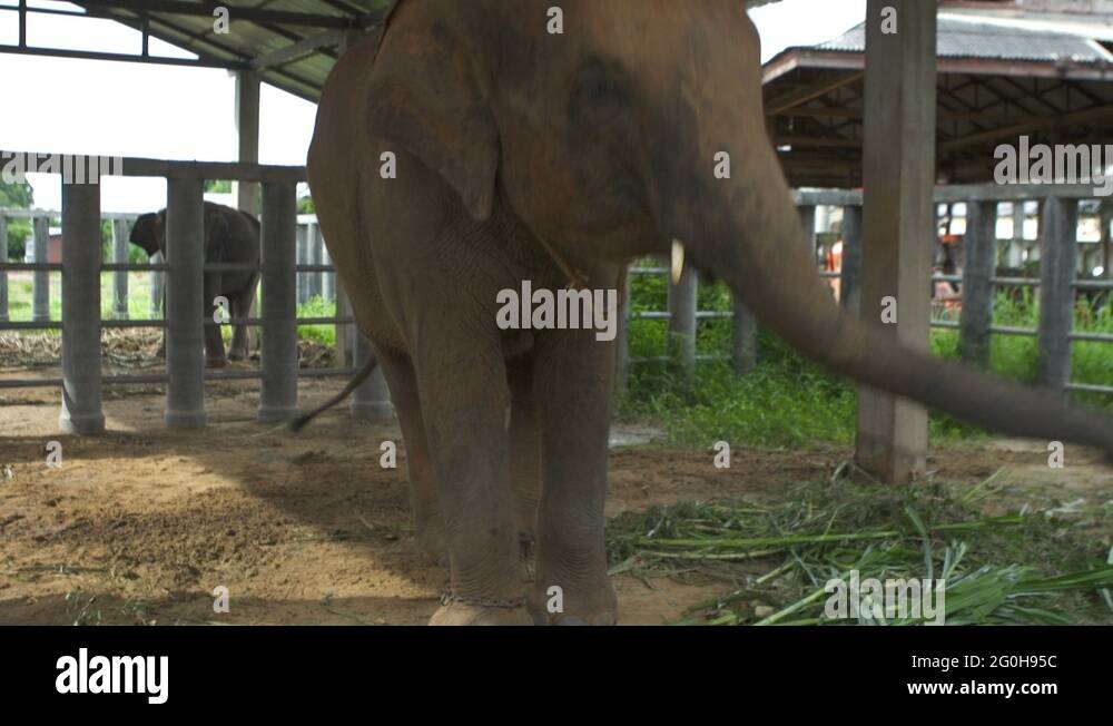 Sad chained elephant rocks head from side to side in distress Stock ...