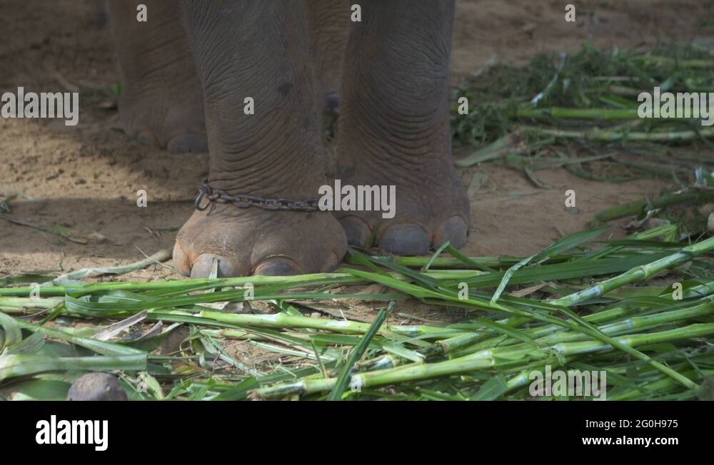 Elephant elephant trunk up cut Stock Videos & Footage - HD and 4K Video ...