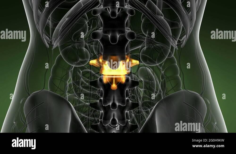 SPINE bone skeleton x-ray scan Stock Video Footage - Alamy