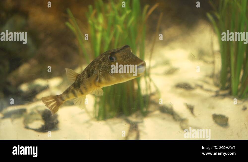 Green sunfish Stock Videos & Footage - HD and 4K Video Clips - Alamy