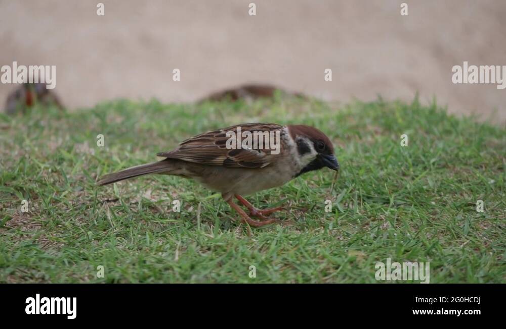 Sparrow jumping Stock Videos & Footage - HD and 4K Video Clips - Alamy