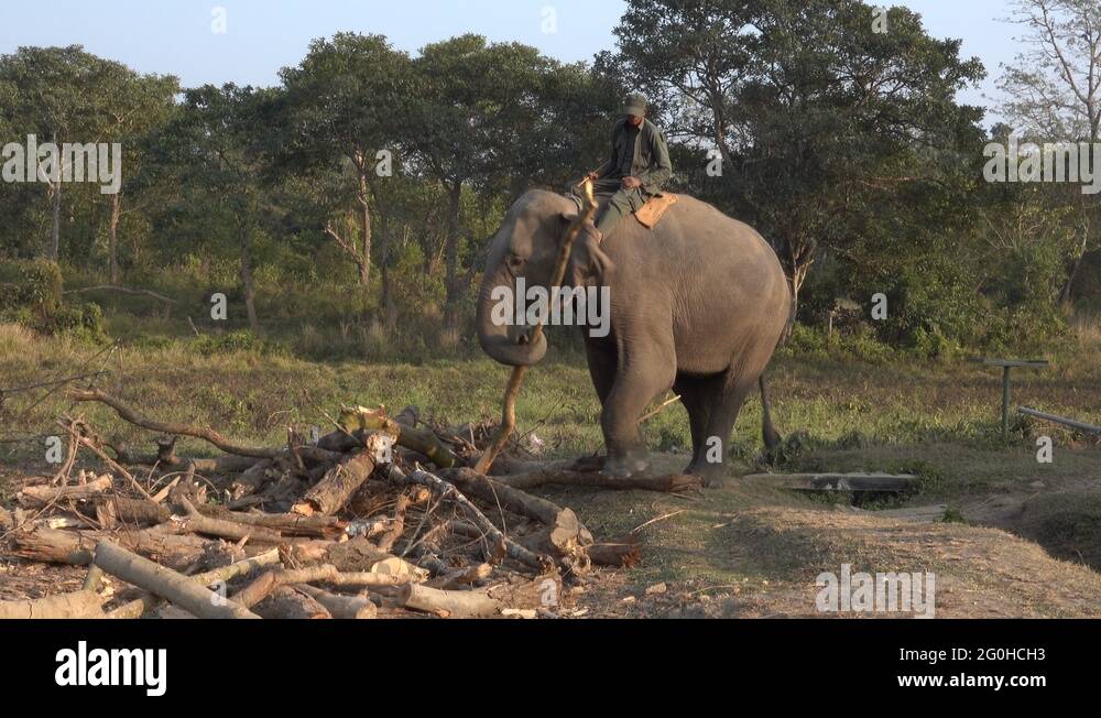 Elephant in sauraha nepal Stock Videos & Footage - HD and 4K Video ...