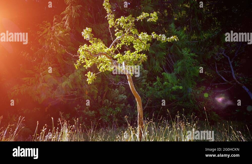 Forest Lens Flare Sun, Woodland Meadow Bright Sunlight Lens Flare Stock ...