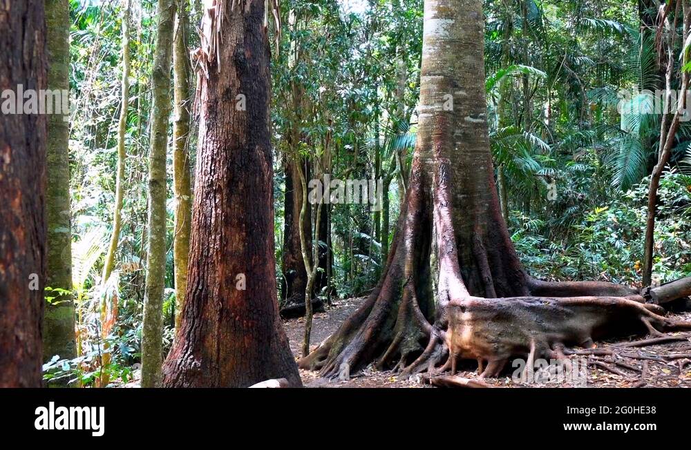 Australian trees in dense rainforest Stock Video Footage - Alamy