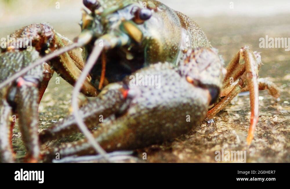 Broad fingered crayfish Stock Videos & Footage - HD and 4K Video Clips ...