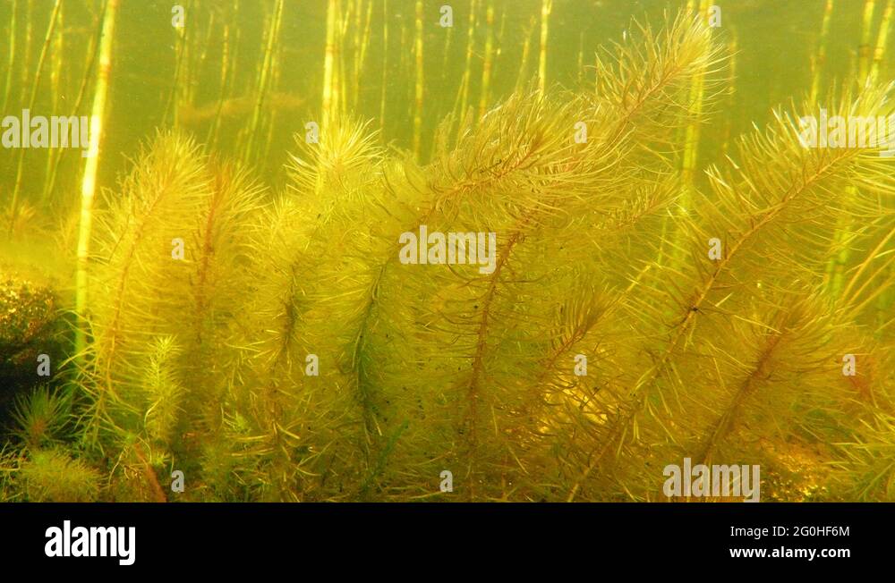 Water plant stems Stock Videos & Footage - HD and 4K Video Clips - Alamy