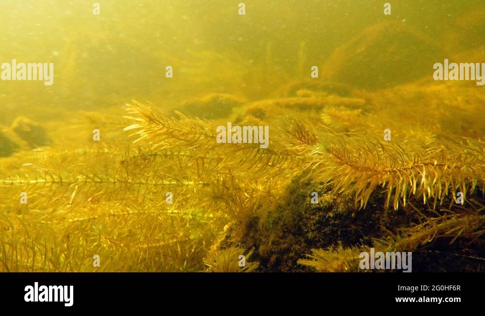Vulgaris water Stock Videos & Footage - HD and 4K Video Clips - Alamy