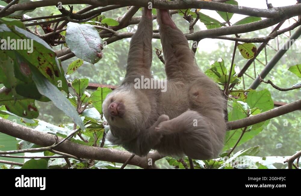 Sloth Stock Videos & Footage - HD and 4K Video Clips - Alamy