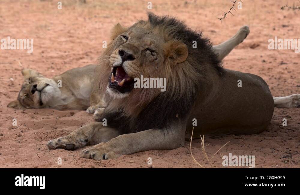 Pair at mating Stock Videos & Footage - HD and 4K Video Clips - Alamy