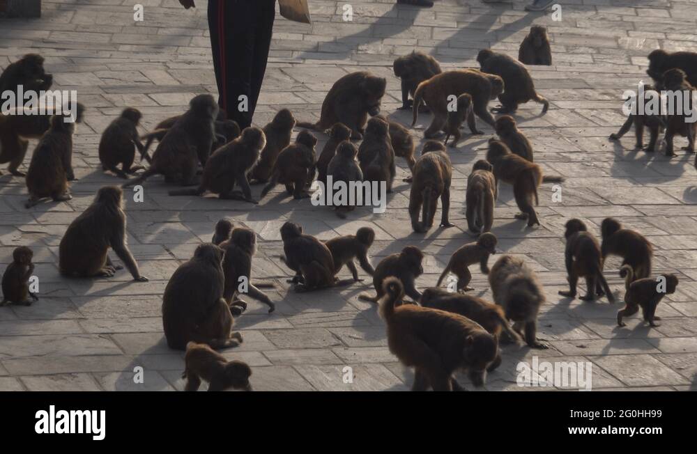 Troop numbers Stock Videos & Footage - HD and 4K Video Clips - Alamy