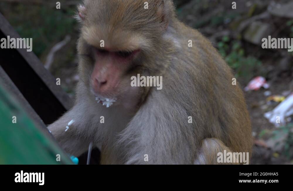 Macaca mulatta eating Stock Videos & Footage - HD and 4K Video Clips ...