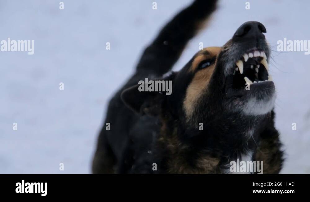 Dog attacking bird Stock Videos & Footage - HD and 4K Video Clips - Alamy